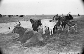 Ranching | Museum of the Coastal Bend | Victoria, TX