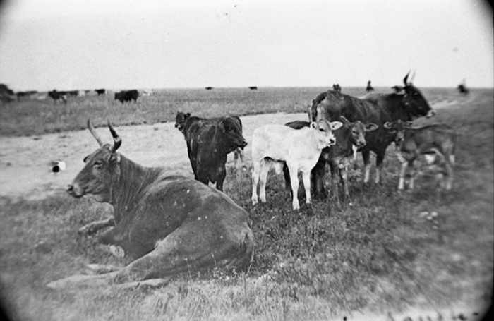 Ranching | Museum of the Coastal Bend | Victoria, TX